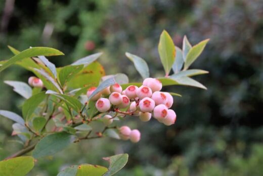 The Pink Popcorn Blueberry - Minneopa Orchards