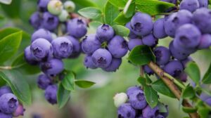 The Brightwell Blueberry - Minneopa Orchards