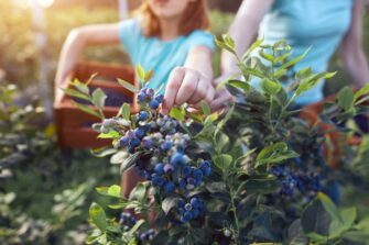 The Sharpblue Blueberry - Minneopa Orchards