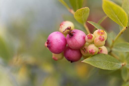 The Pink Popcorn Blueberry - Minneopa Orchards