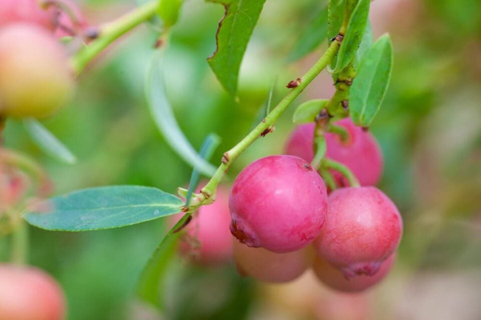 The Pink Popcorn Blueberry - Minneopa Orchards