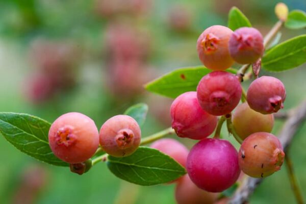 The Pink Popcorn Blueberry - Minneopa Orchards
