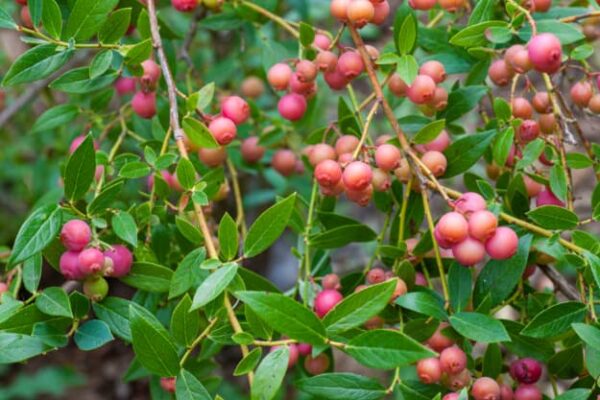 The Pink Popcorn Blueberry - Minneopa Orchards