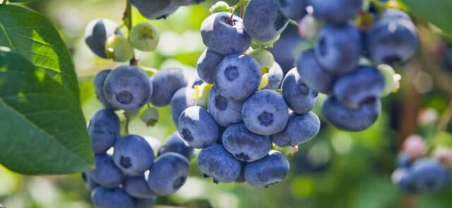 The Brightwell Blueberry - Minneopa Orchards
