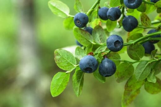 The Misty Blueberry - Minneopa Orchards