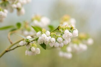 The Patriot Blueberry - Minneopa Orchards