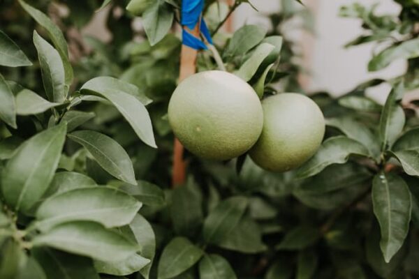 How to Prune a Grapefruit Tree - Minneopa Orchards