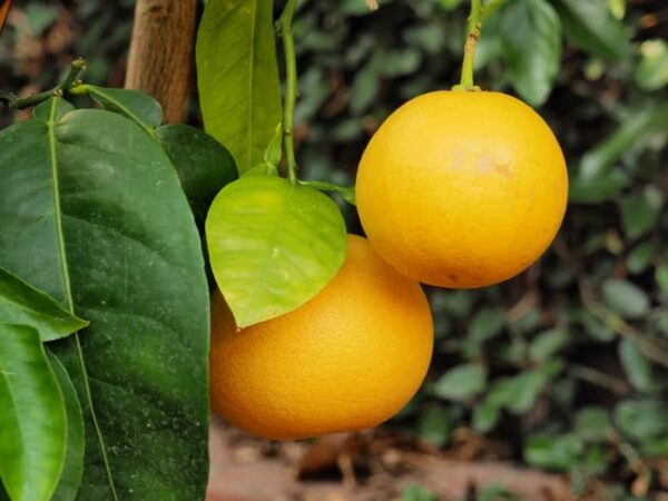 How to Prune a Grapefruit Tree - Minneopa Orchards