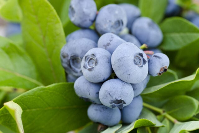 The Aurora Blueberry - Minneopa Orchards