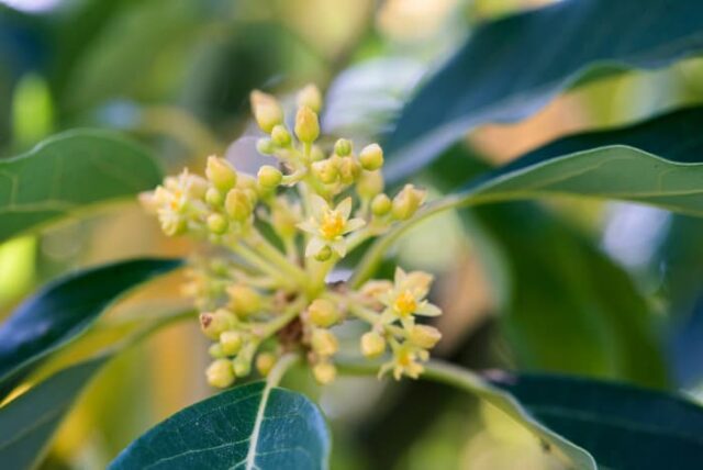 Avocado Tree Care - Minneopa Orchards