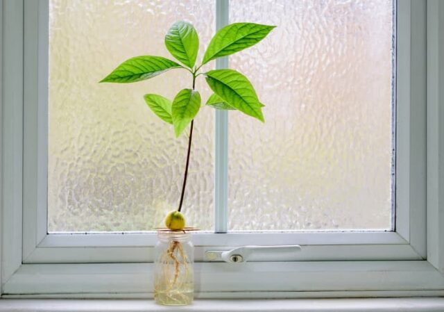 How to Grow an Indoor Avocado Tree - Minneopa Orchards