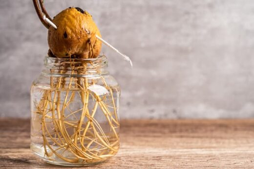 How to Grow an Indoor Avocado Tree - Minneopa Orchards