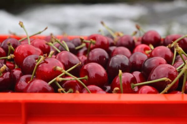 When Is the Right Time To Pick Cherries? - Minneopa Orchards