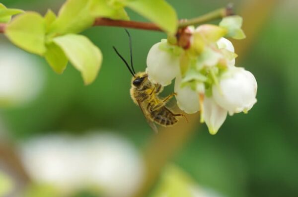 The Northcountry Blueberry - Minneopa Orchards