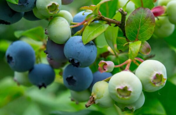The Patriot Blueberry - Minneopa Orchards