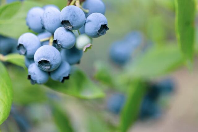 The Draper Blueberry - Minneopa Orchards