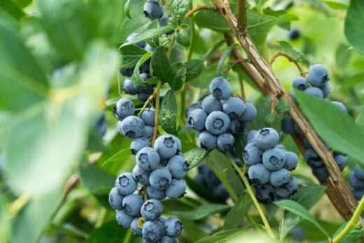 The Blue Ribbon Blueberry - Minneopa Orchards