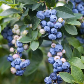 The Blue Ribbon Blueberry - Minneopa Orchards