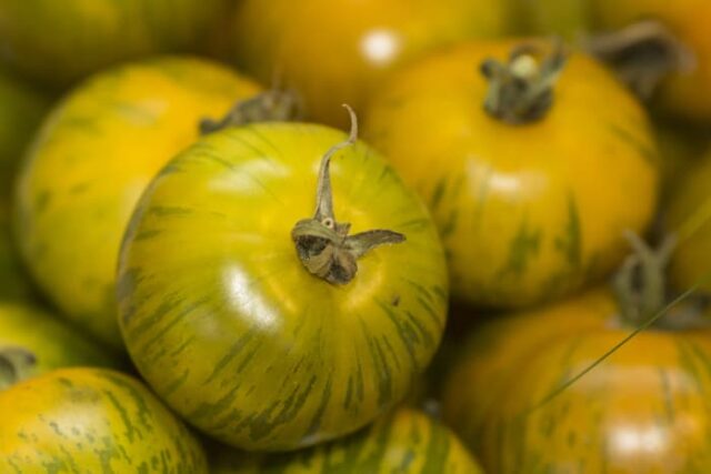 The Green Zebra Tomato - Minneopa Orchards