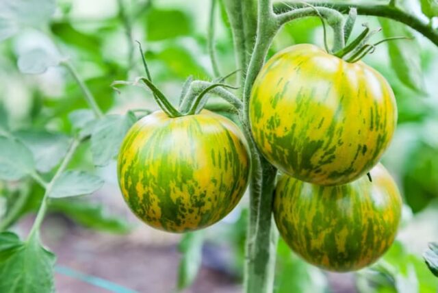 The Green Zebra Tomato - Minneopa Orchards
