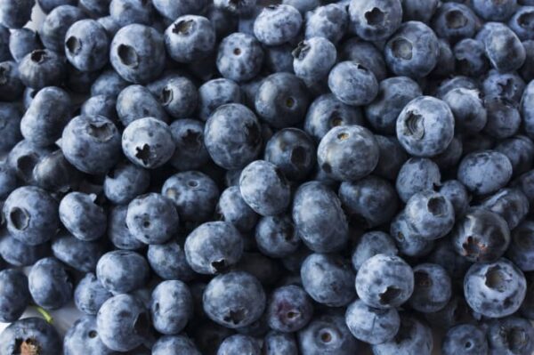 The Northcountry Blueberry - Minneopa Orchards