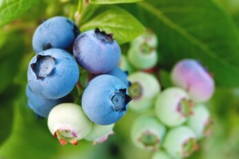The Jersey Blueberry - Minneopa Orchards