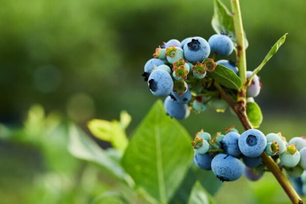 The Powder Blue Blueberry - Minneopa Orchards