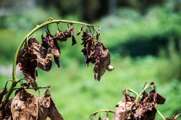 5 Common Avocado Tree Diseases - Minneopa Orchards
