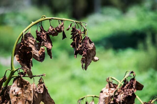 5 Common Avocado Tree Diseases - Minneopa Orchards