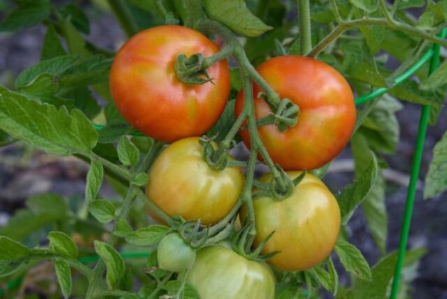 The Early Girl Tomato - Minneopa Orchards