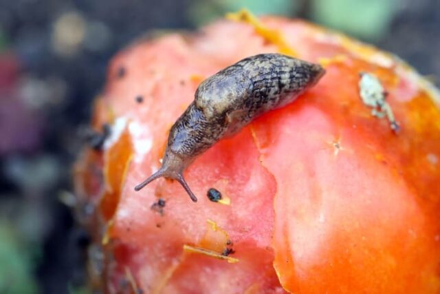 The German Johnson Tomato - Minneopa Orchards