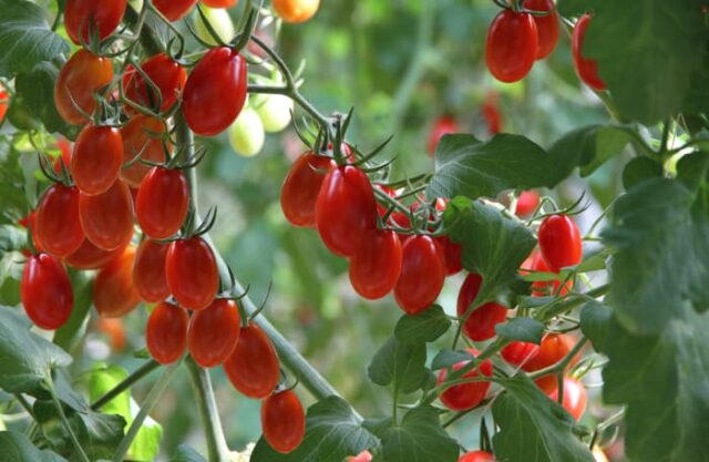 The Juliet Tomato - Minneopa Orchards