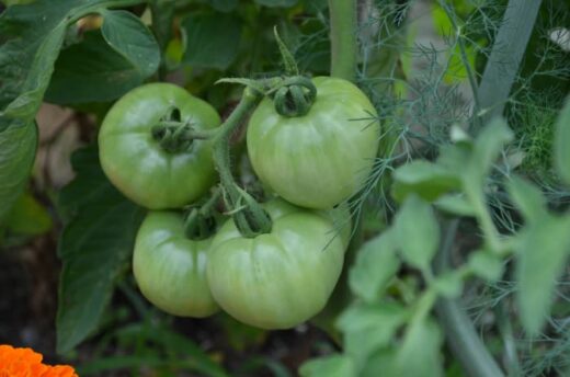 The Early Girl Tomato - Minneopa Orchards