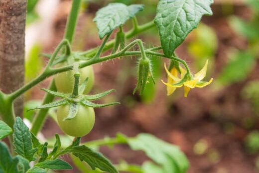 The German Pink Tomato - Minneopa Orchards