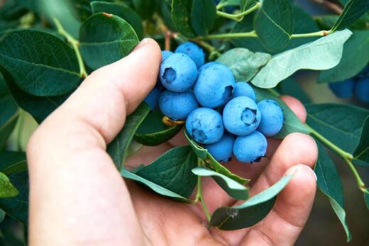 The Powder Blue Blueberry - Minneopa Orchards