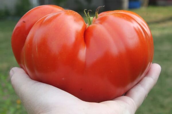 How To Grow Big Tomatoes - Minneopa Orchards