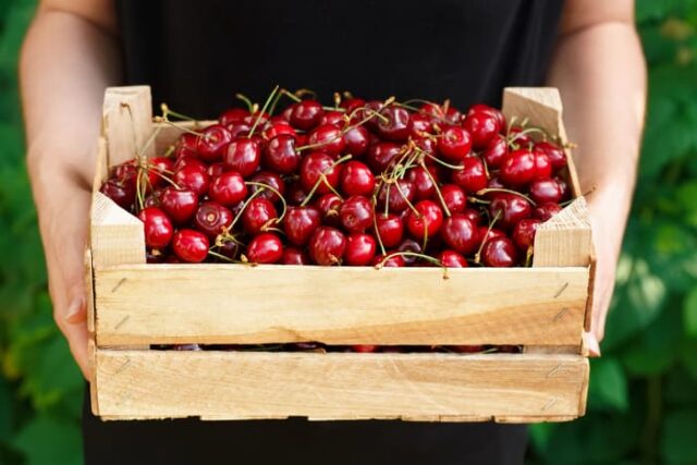 When Is the Right Time To Pick Cherries? - Minneopa Orchards