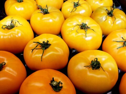 The Azoychka Tomato - Minneopa Orchards