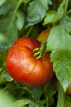 The Big Rainbow Tomato - Minneopa Orchards