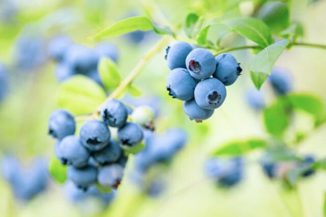 The Bluegold Blueberry - Minneopa Orchards