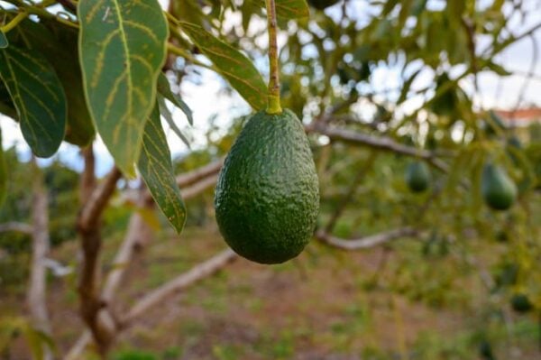 How to Prune an Avocado Tree - Minneopa Orchards