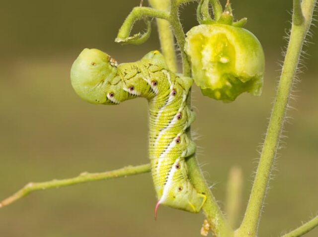 The 15 Most Common Tomato Pests - Minneopa Orchards