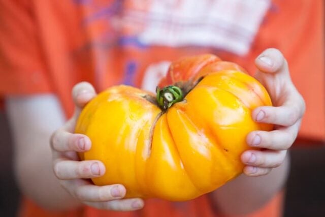 The Kentucky Beefsteak Tomato - Minneopa Orchards