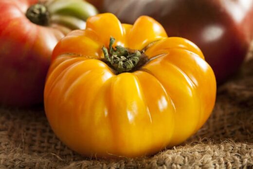 The Dr. Wyche's Yellow Tomato - Minneopa Orchards