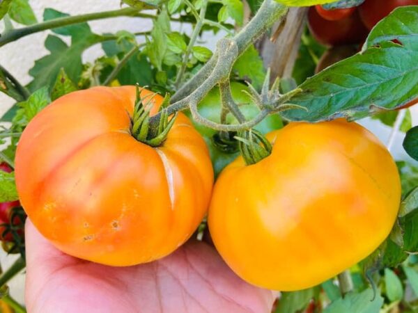 The Big Rainbow Tomato - Minneopa Orchards