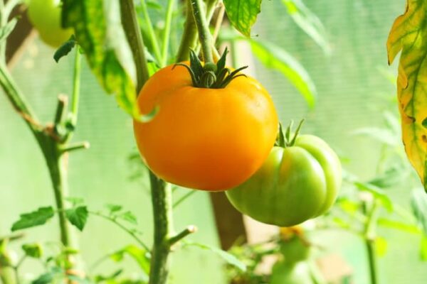 The Azoychka Tomato - Minneopa Orchards