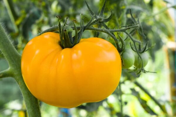 The Azoychka Tomato - Minneopa Orchards
