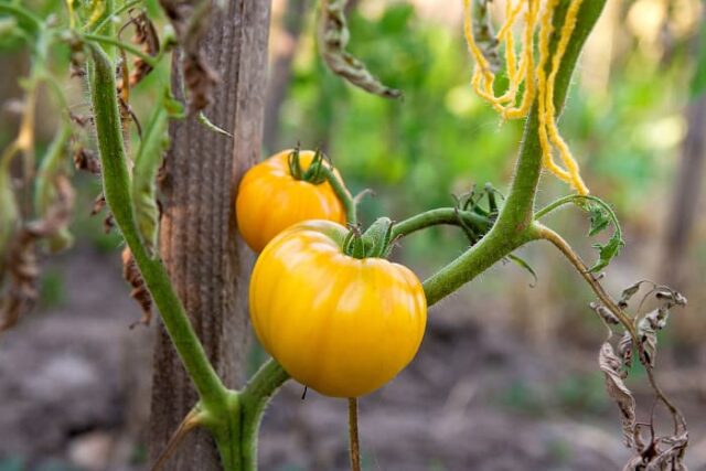 The Lillian's Yellow Tomato - Minneopa Orchards