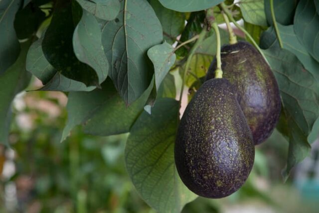 Avocado Tree Care - Minneopa Orchards