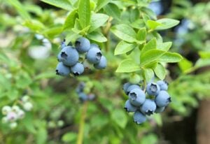 The Legacy Blueberry - Minneopa Orchards